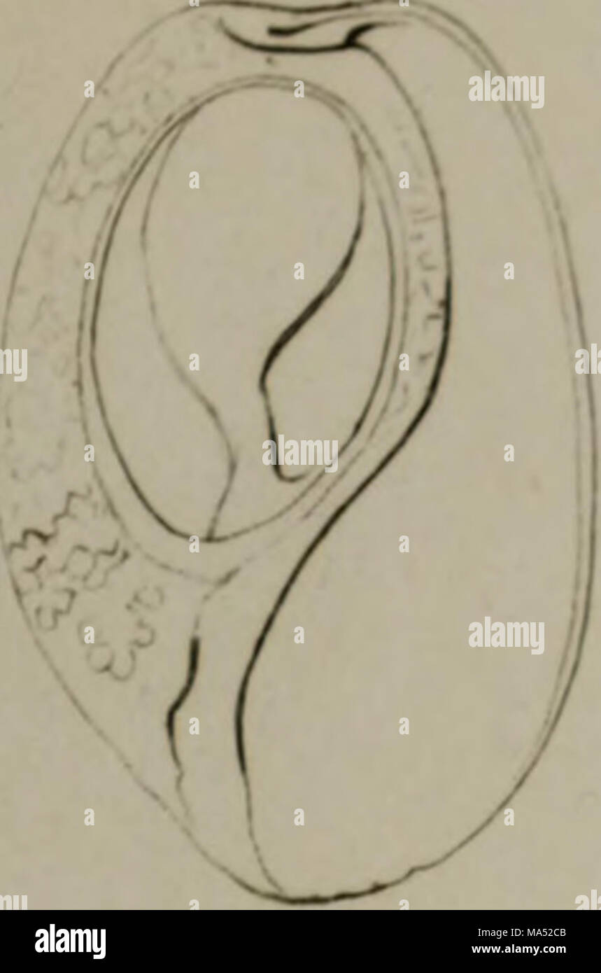 . Elements of conchology : according to the Linnean system, illustrated ...