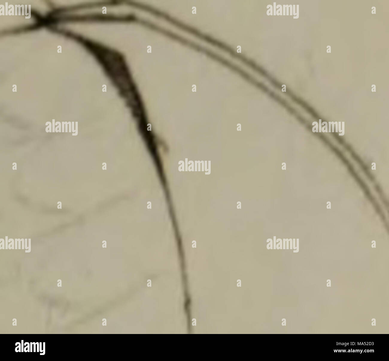 . Elements of conchology : according to the Linnean system, illustrated ...