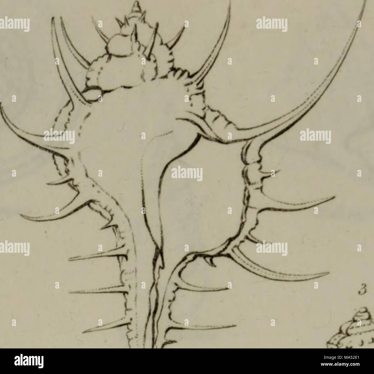 . Elements of conchology : according to the Linnean system, illustrated ...