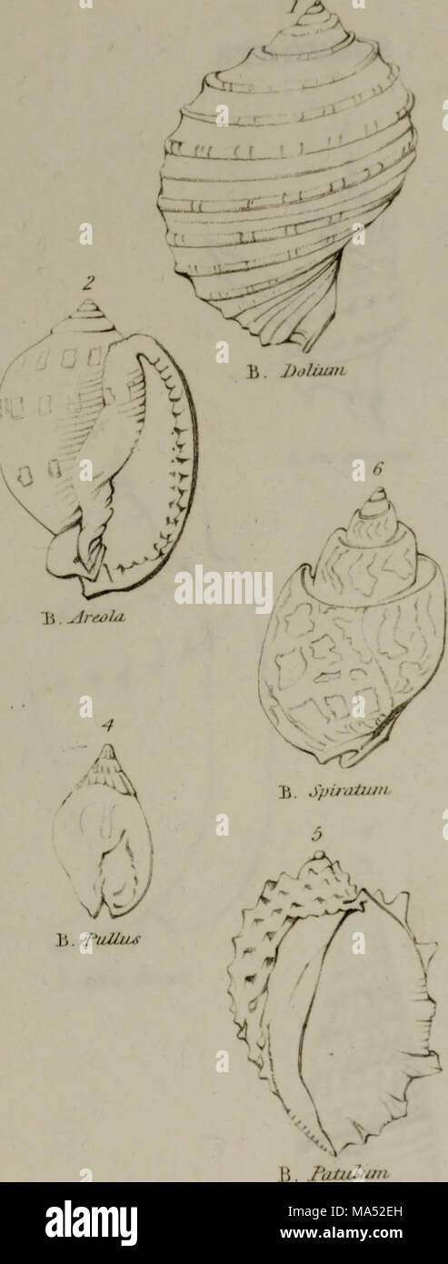 . Elements of conchology : according to the Linnean system, illustrated ...