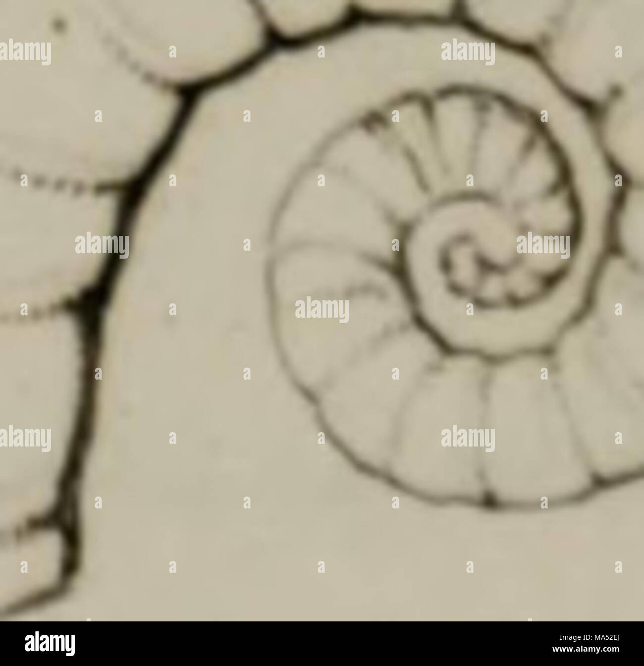 . Elements of conchology : according to the Linnean system, illustrated ...