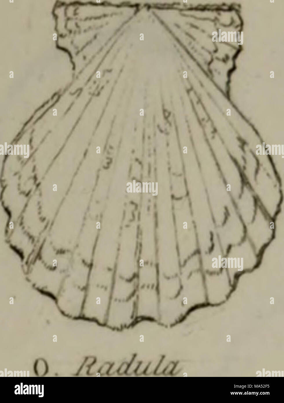 . Elements of conchology : according to the Linnean system, illustrated ...