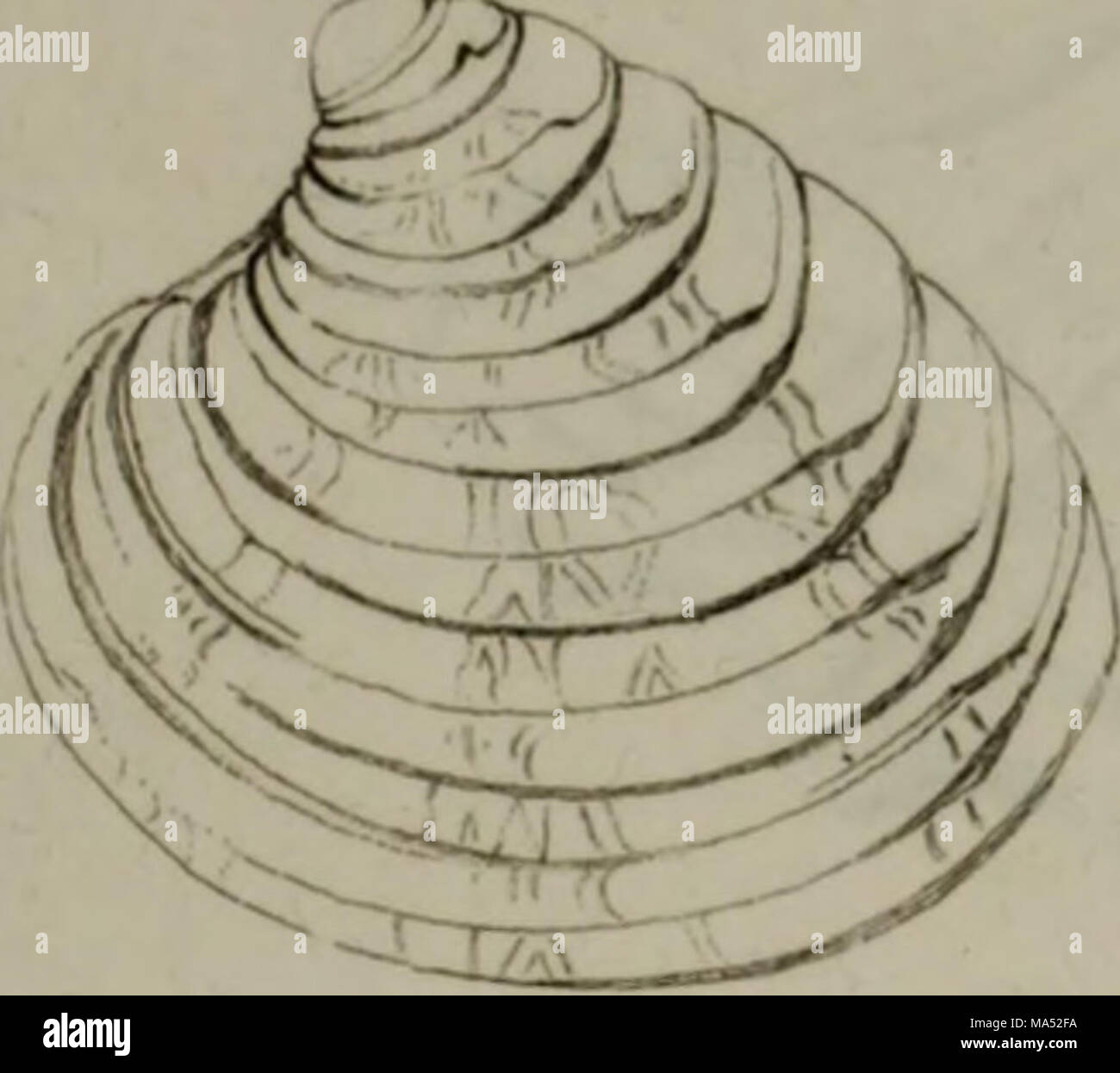 . Elements of conchology : according to the Linnean system, illustrated ...