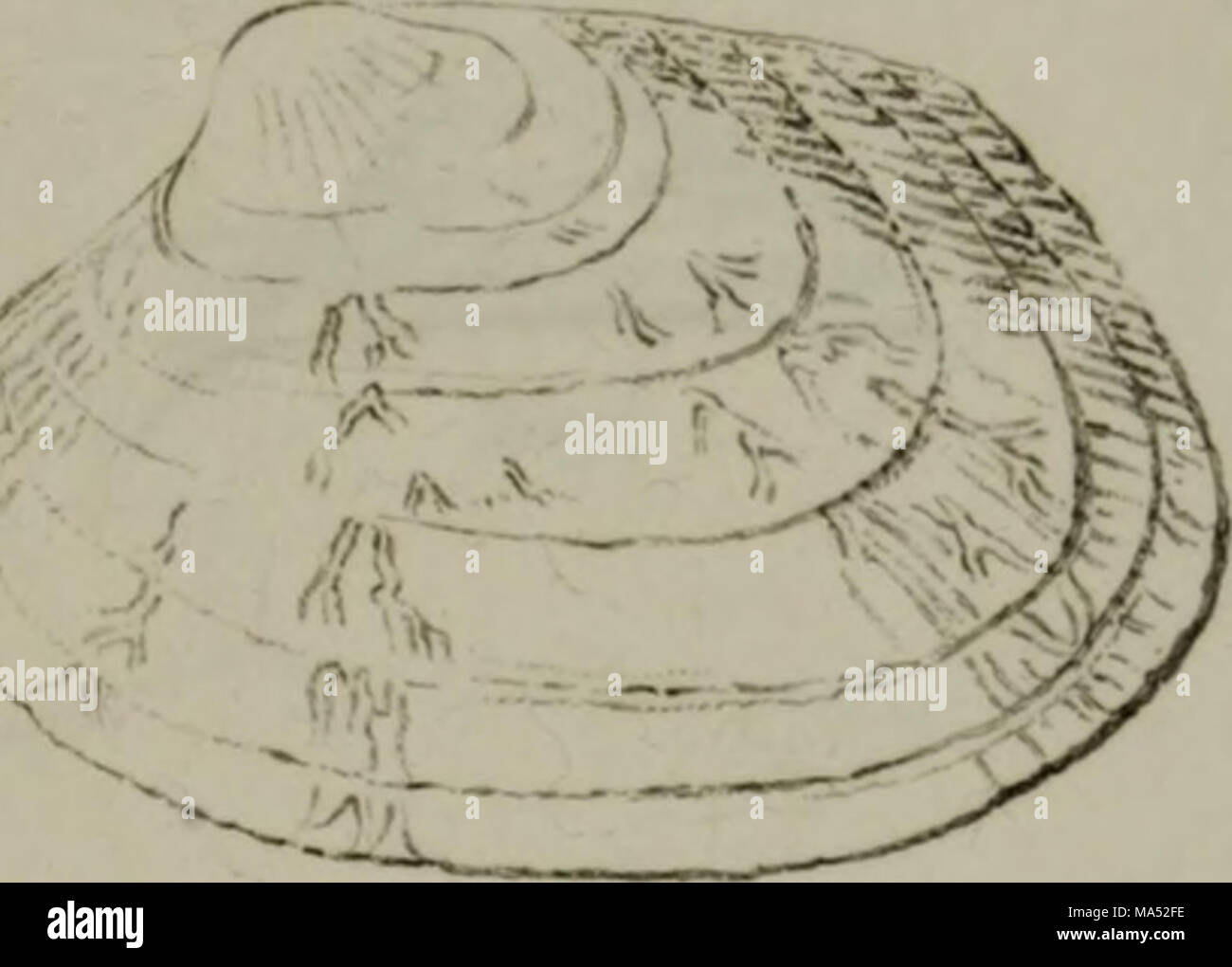 . Elements of conchology : according to the Linnean system, illustrated ...