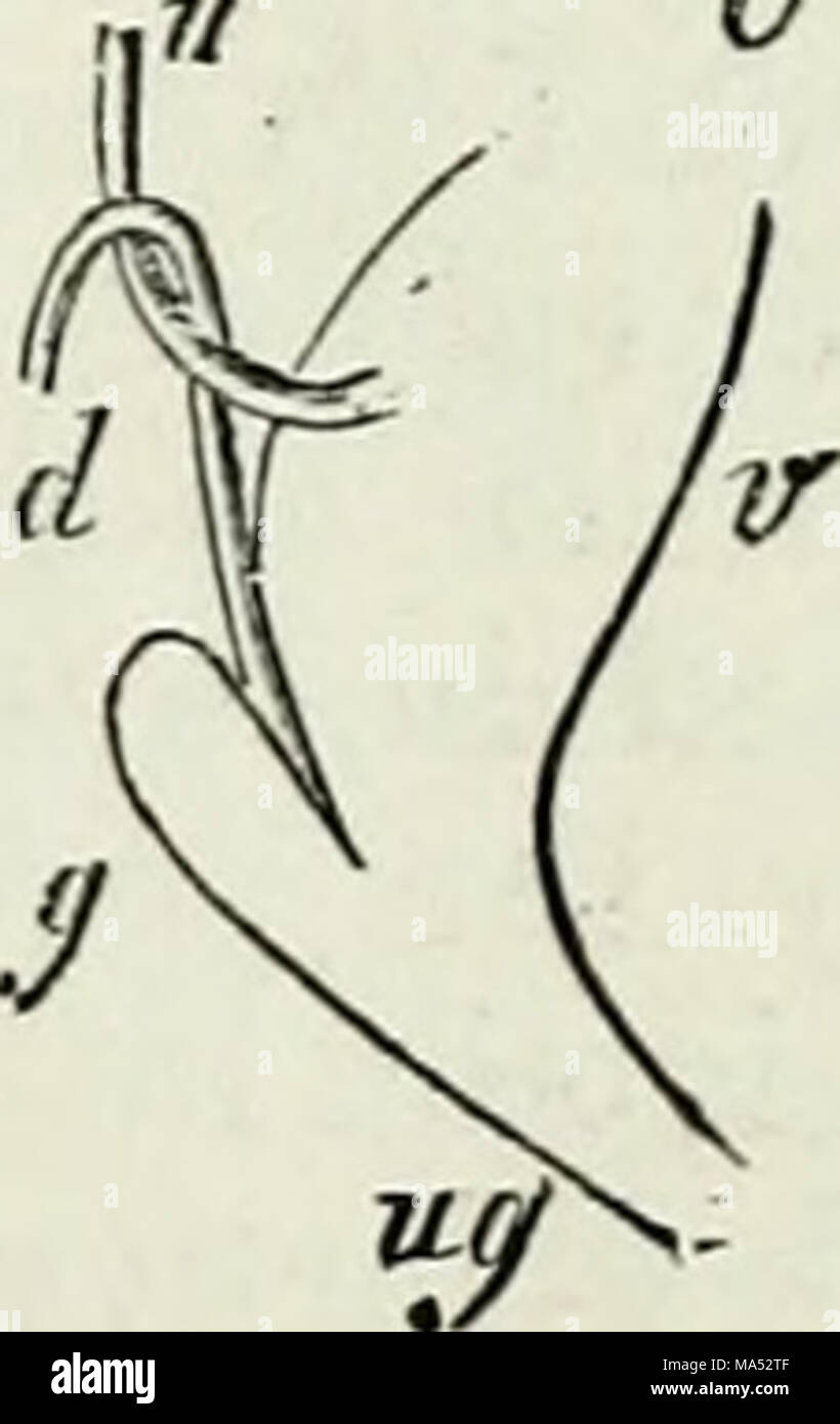 . Elements of Comparative Anatomy Stock Photo - Alamy