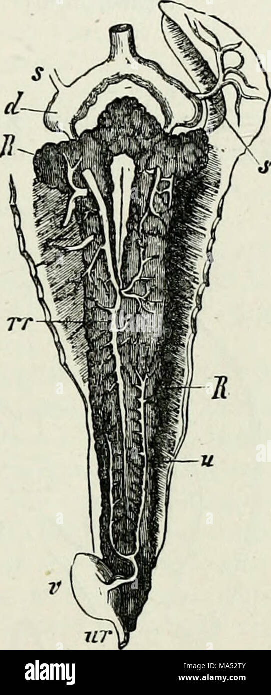 . Elements of Comparative Anatomy Stock Photo - Alamy