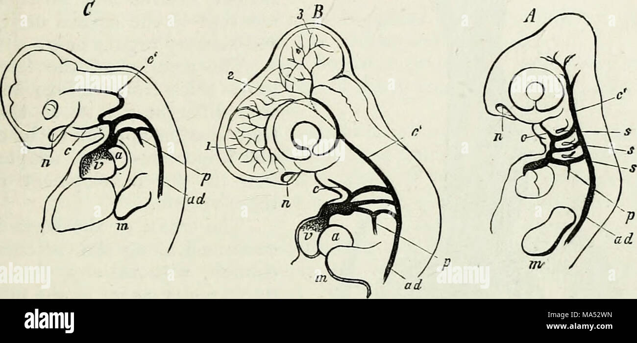 . Elements of Comparative Anatomy Stock Photo - Alamy