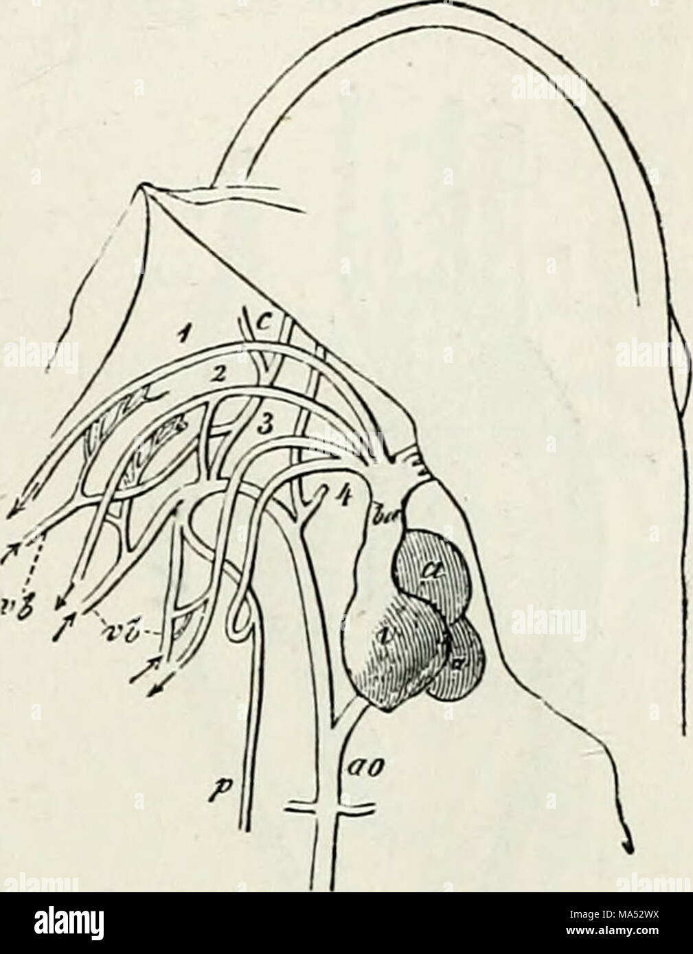 . Elements of Comparative Anatomy Stock Photo - Alamy