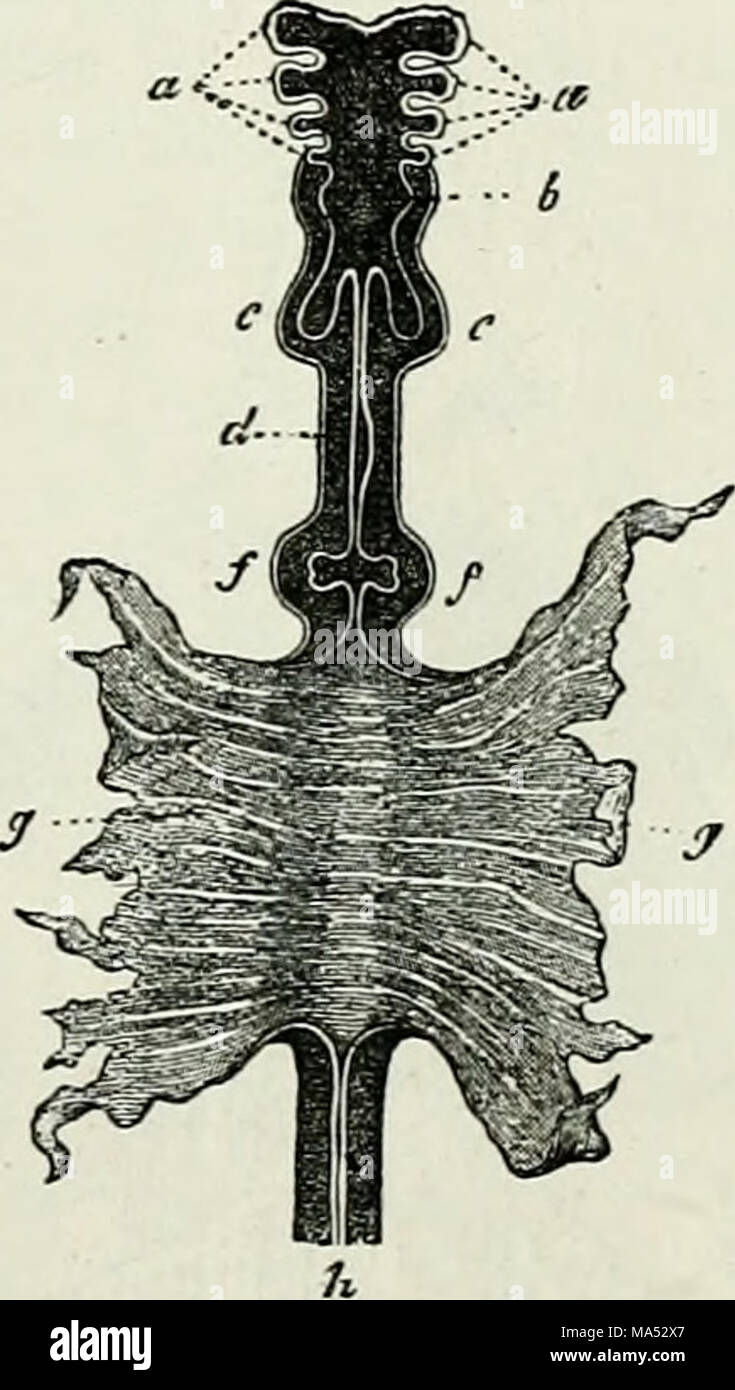 . Elements of Comparative Anatomy Stock Photo - Alamy