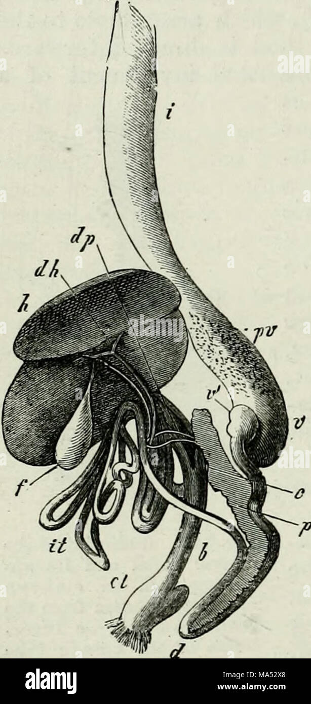 . Elements of Comparative Anatomy Stock Photo - Alamy