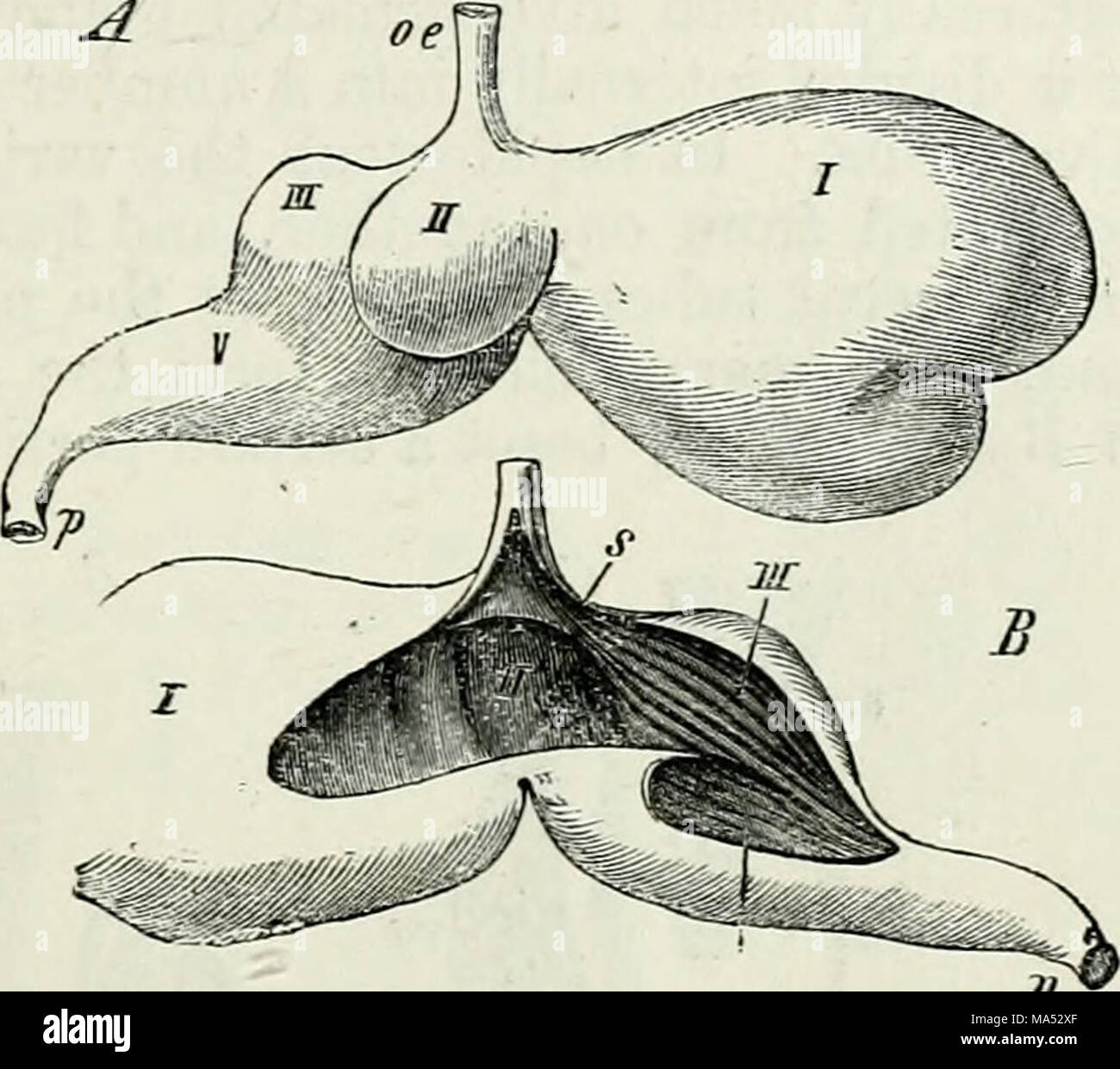 . Elements of Comparative Anatomy Stock Photo - Alamy