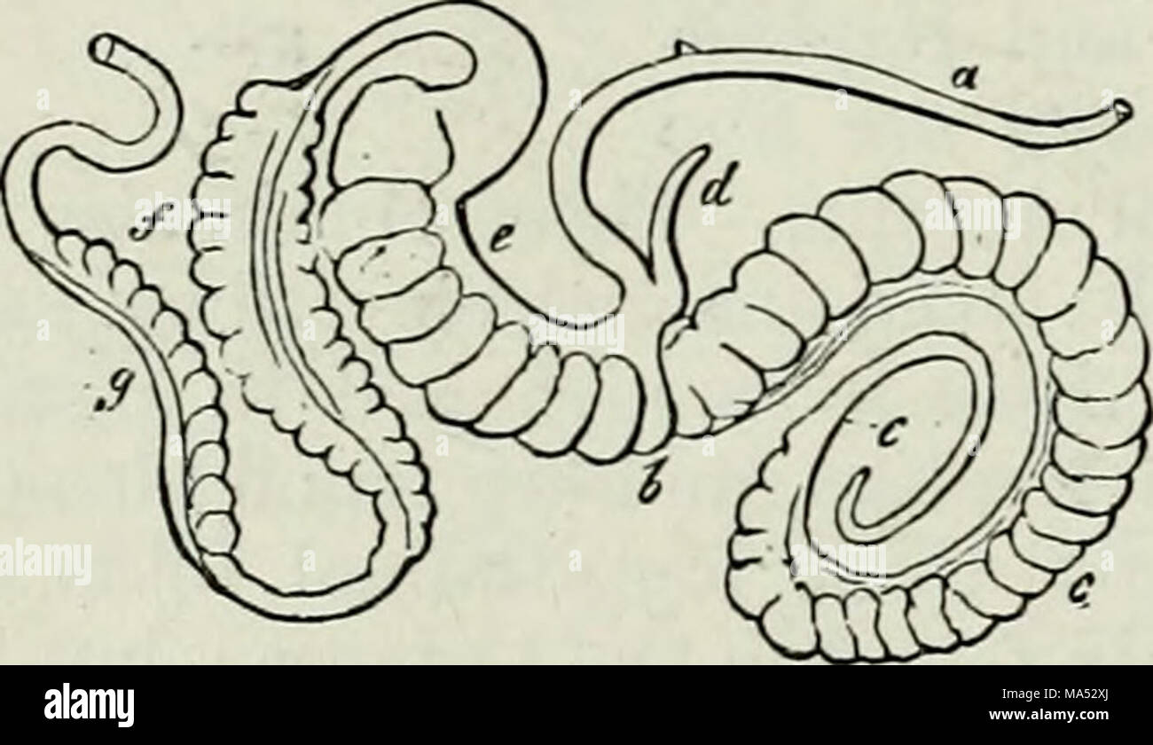 . Elements of Comparative Anatomy Stock Photo - Alamy
