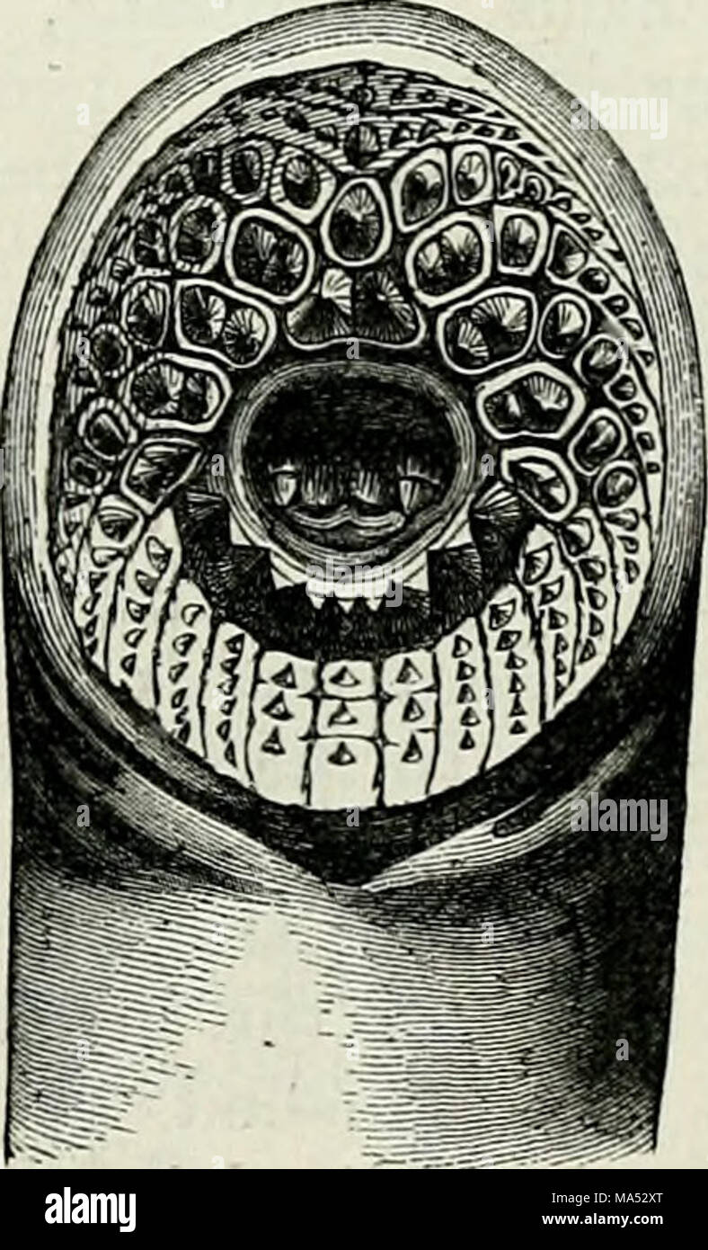 . Elements of Comparative Anatomy Stock Photo - Alamy