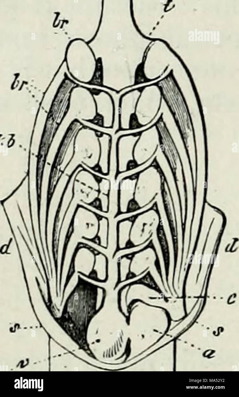 . Elements of Comparative Anatomy Stock Photo - Alamy