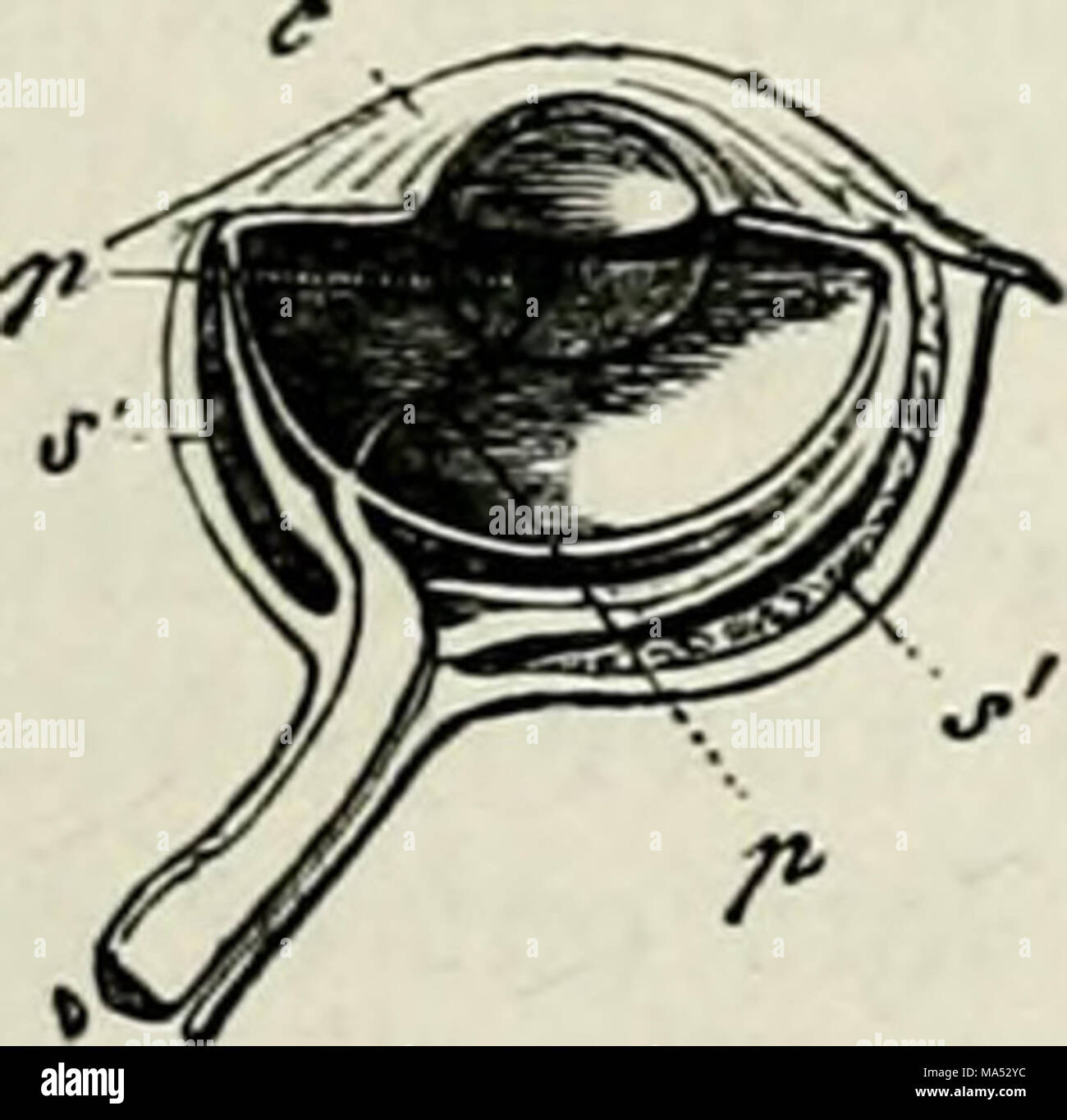 . Elements of Comparative Anatomy Stock Photo - Alamy