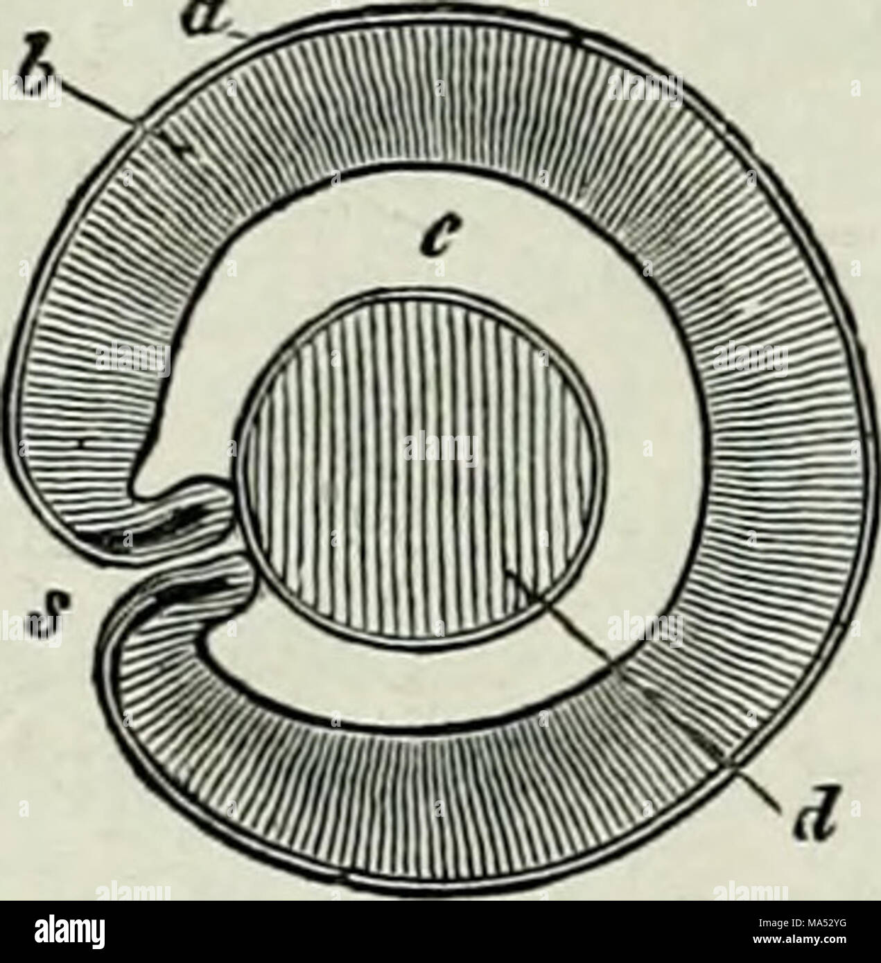. Elements of Comparative Anatomy Stock Photo - Alamy