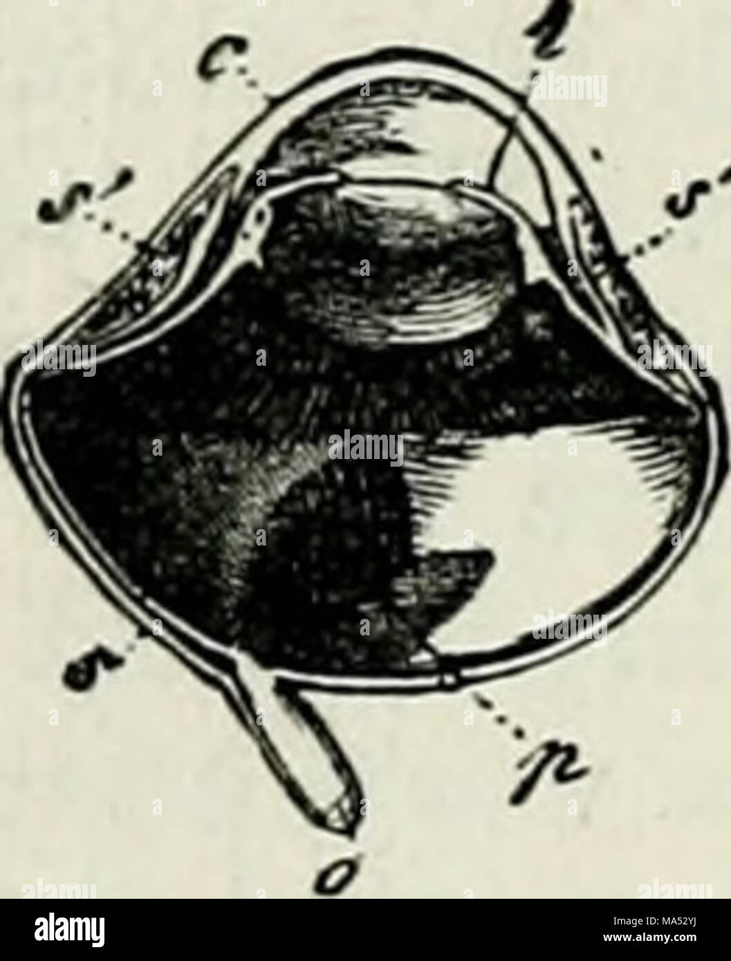 . Elements of Comparative Anatomy Stock Photo - Alamy