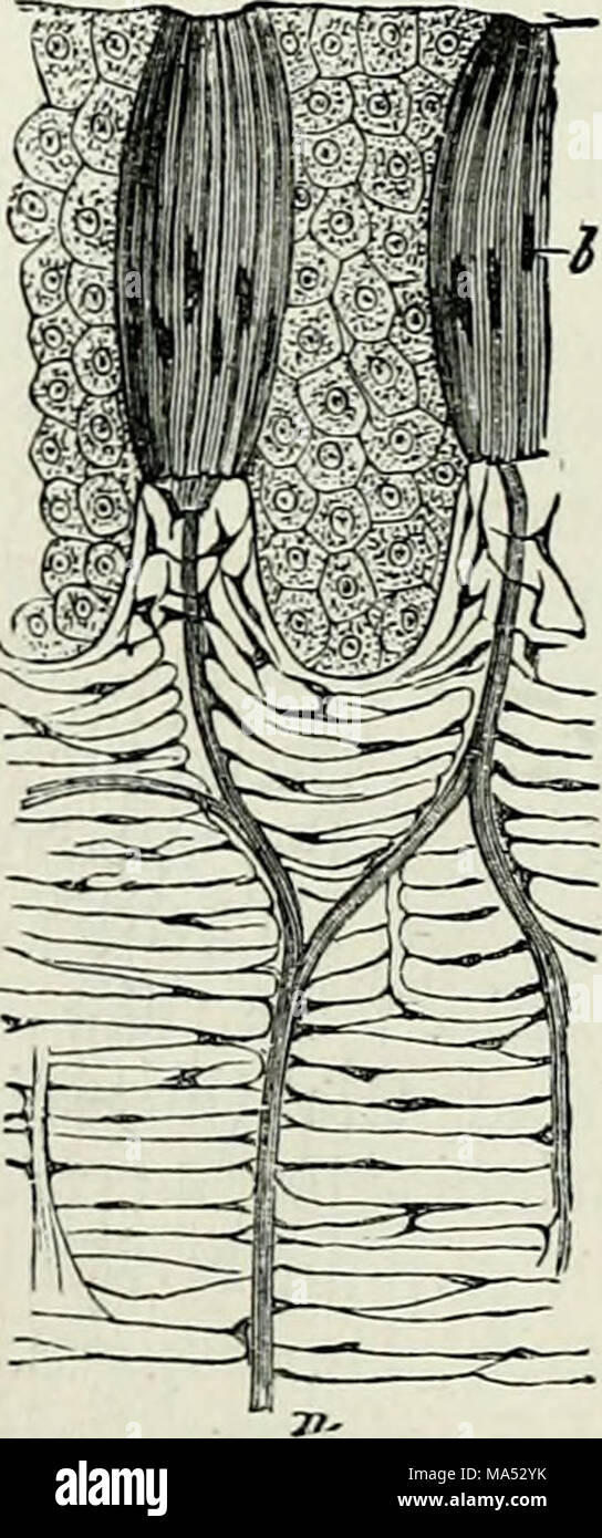 . Elements of Comparative Anatomy Stock Photo - Alamy