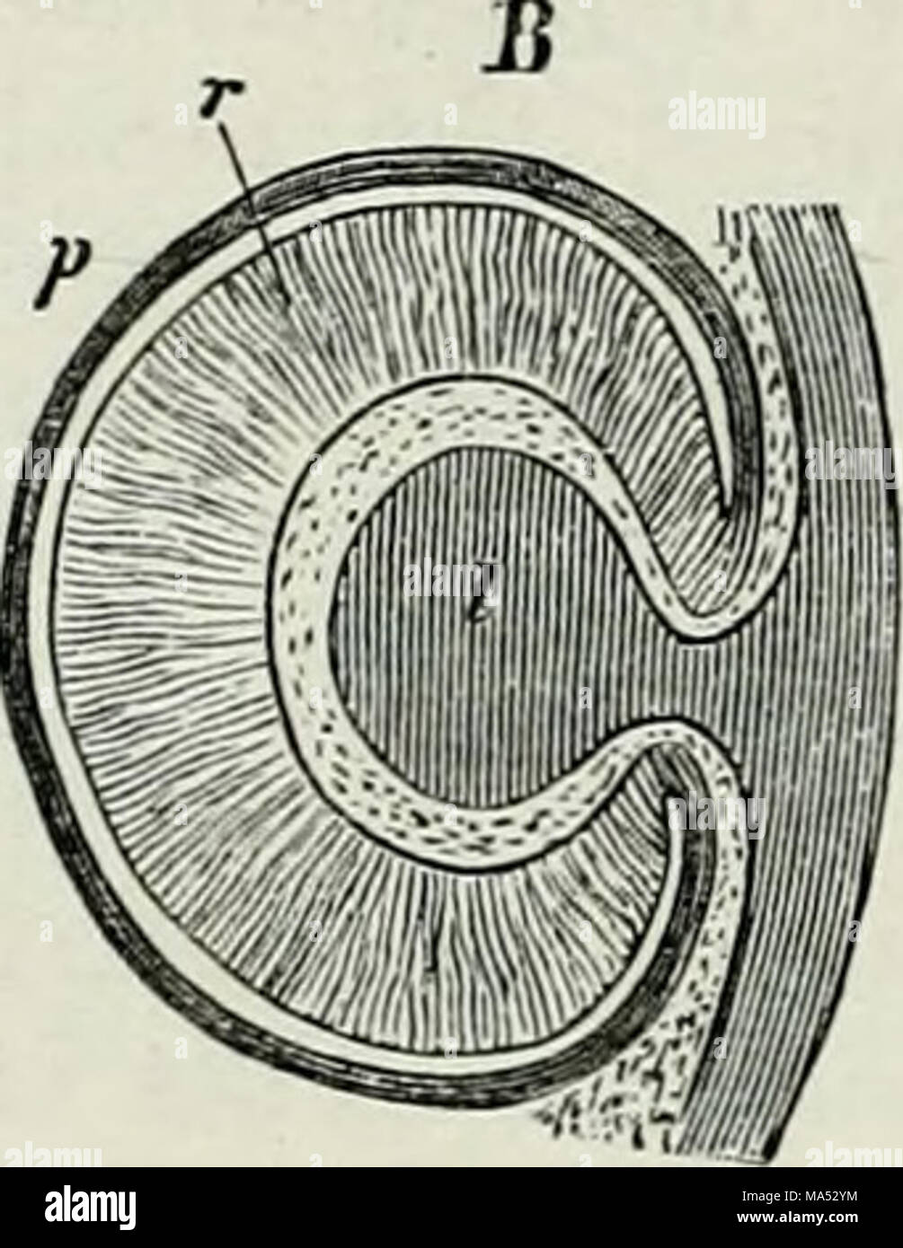 . Elements of Comparative Anatomy Stock Photo - Alamy