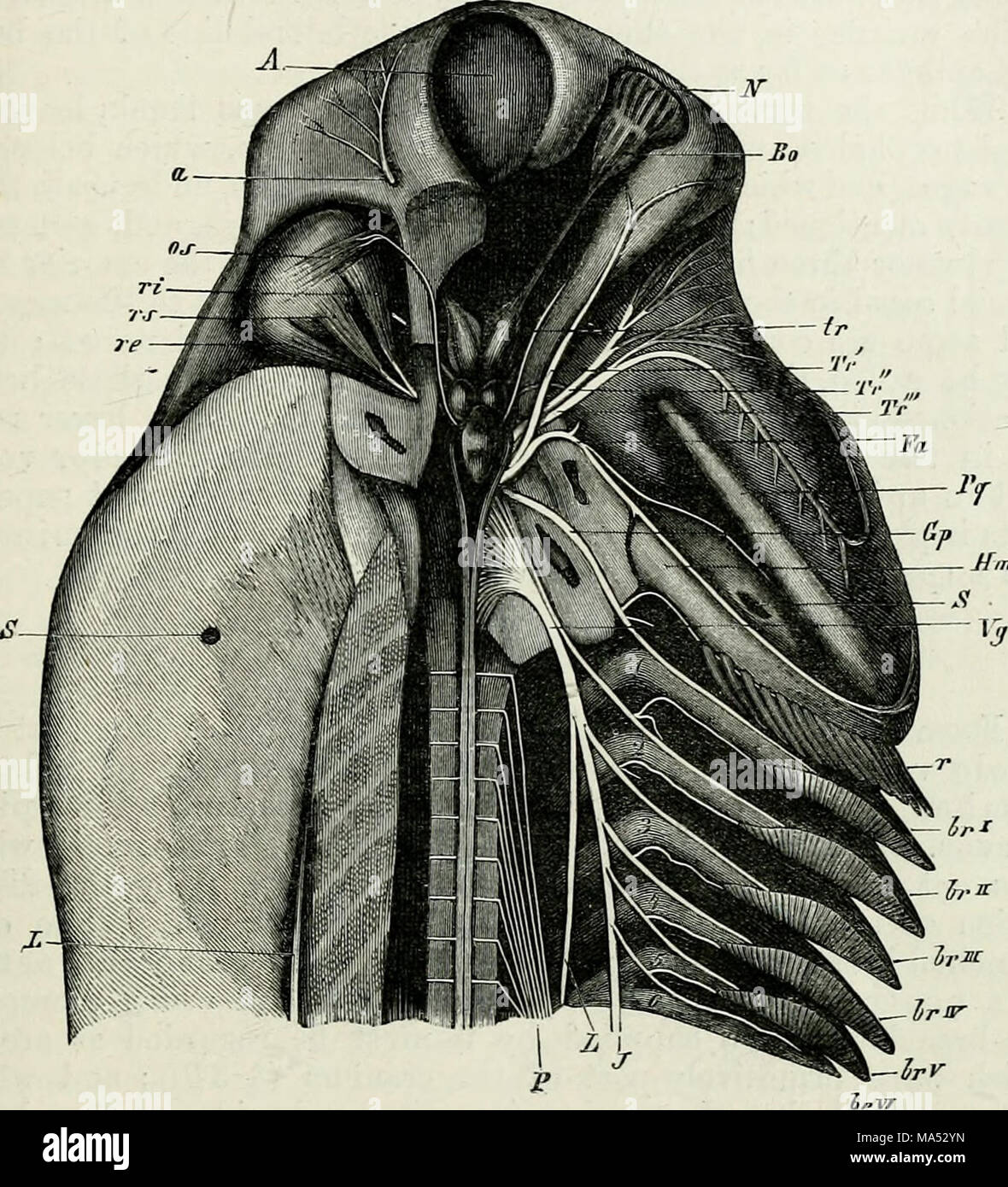 . Elements of Comparative Anatomy Stock Photo - Alamy