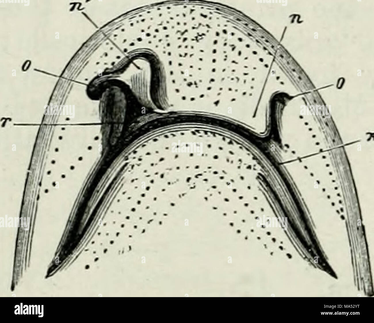 . Elements of Comparative Anatomy Stock Photo - Alamy