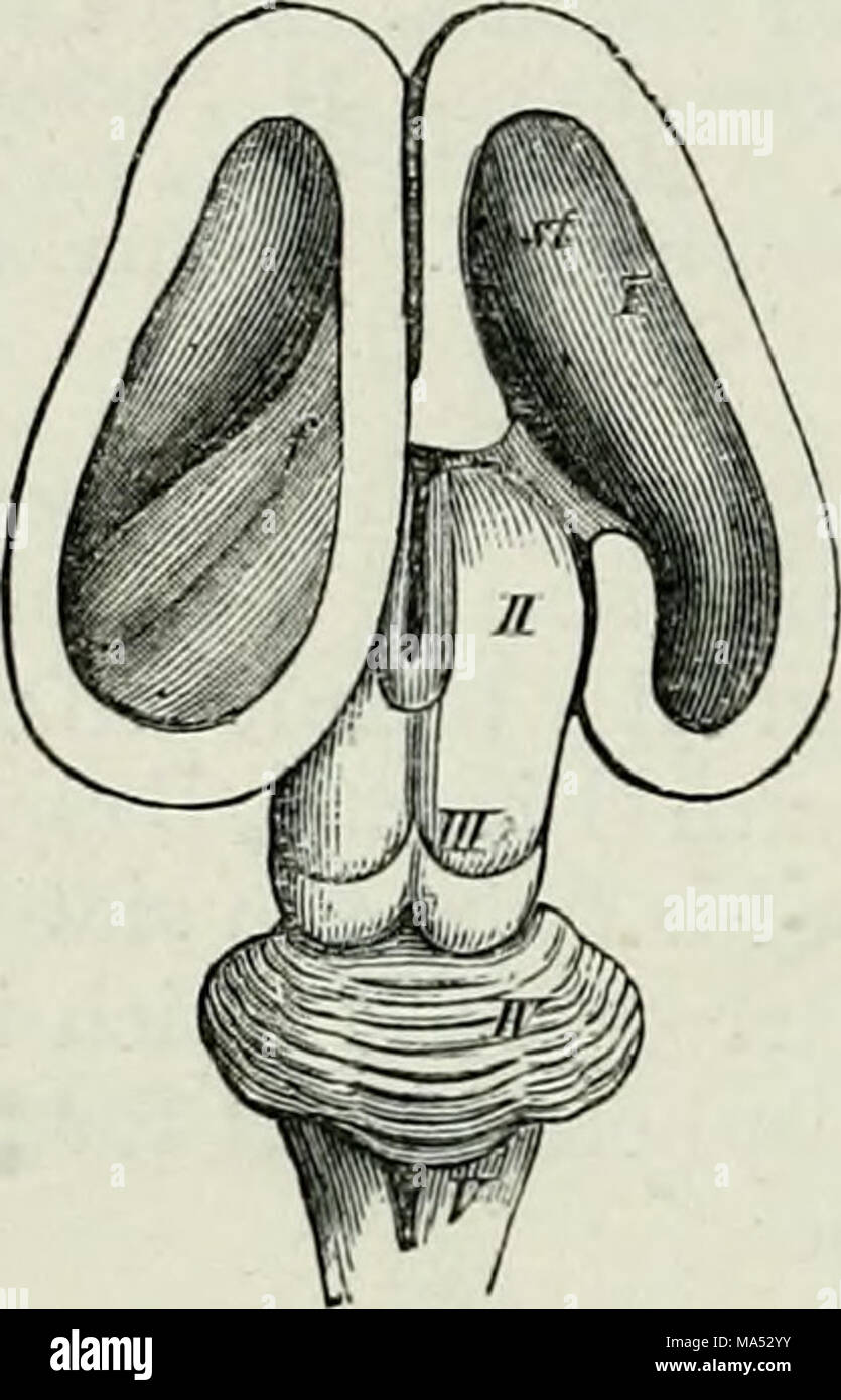 . Elements of Comparative Anatomy Stock Photo - Alamy