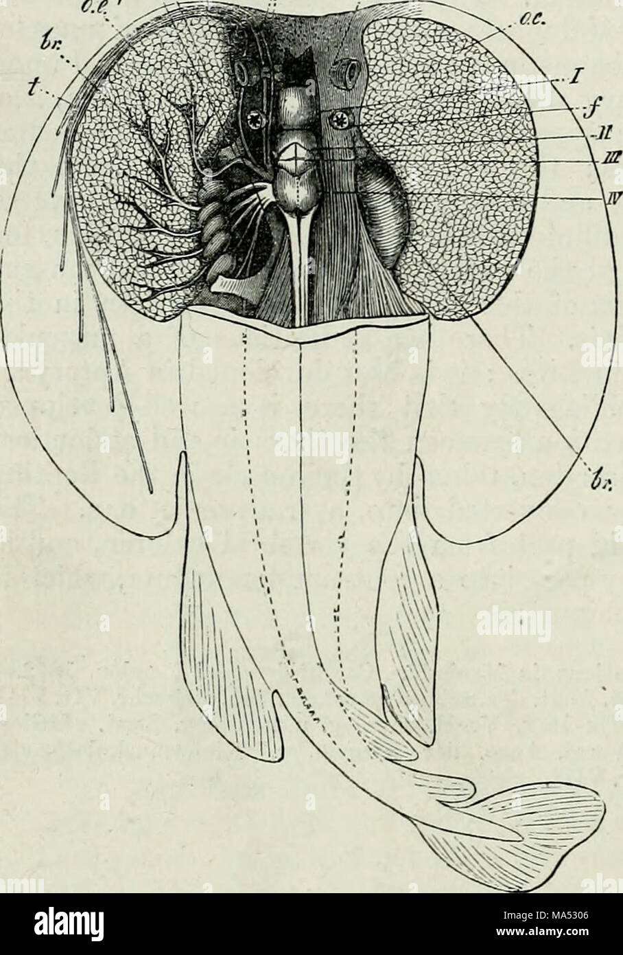 . Elements of Comparative Anatomy Stock Photo - Alamy