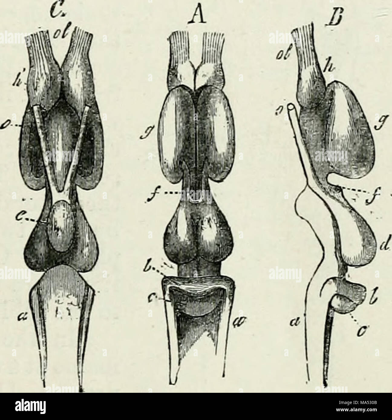 . Elements of Comparative Anatomy Stock Photo - Alamy