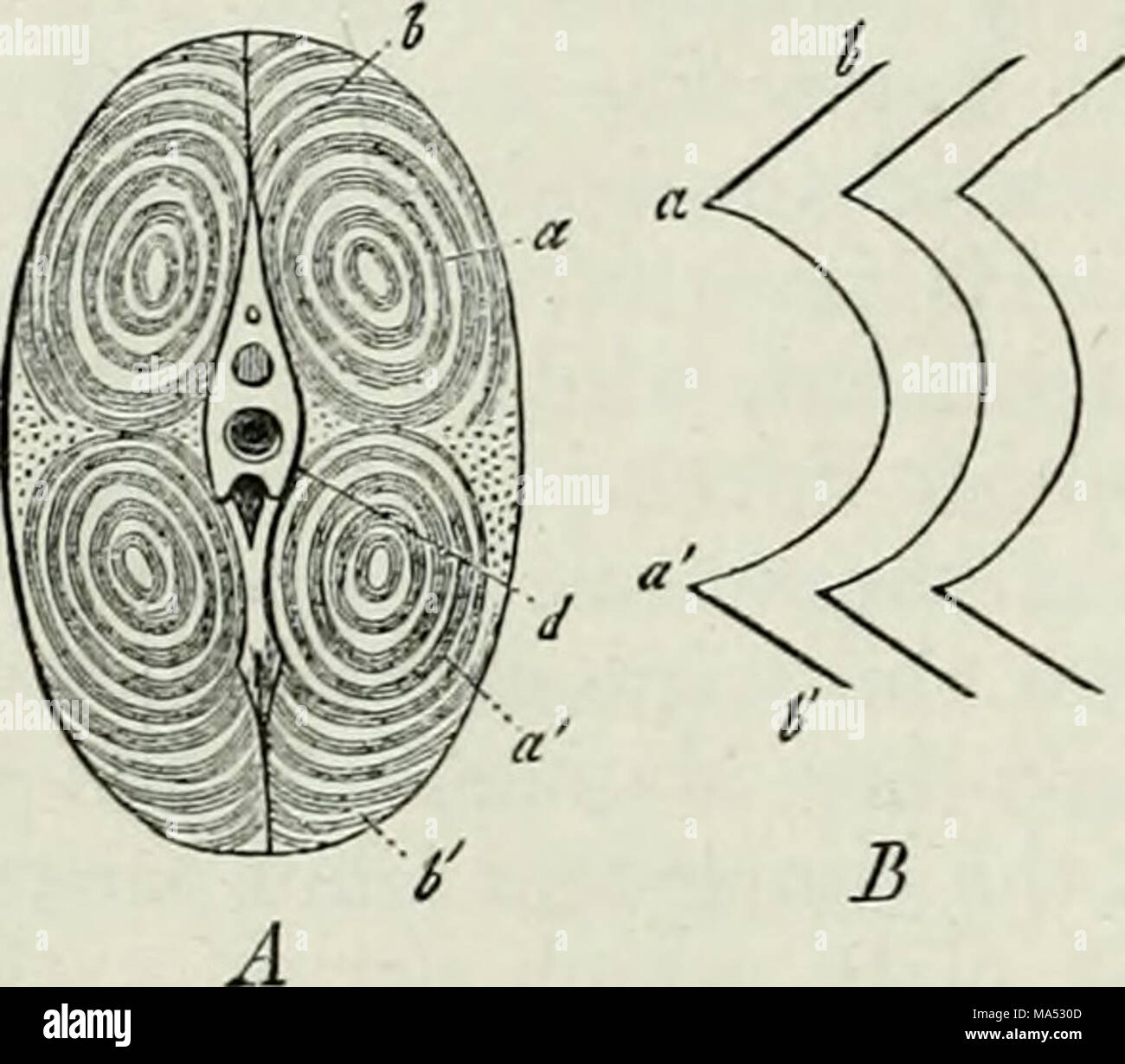 . Elements of Comparative Anatomy Stock Photo - Alamy