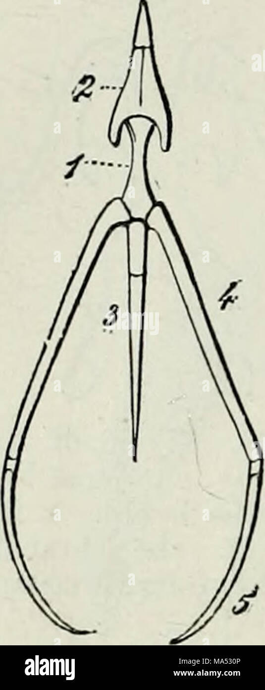 . Elements of Comparative Anatomy Stock Photo - Alamy