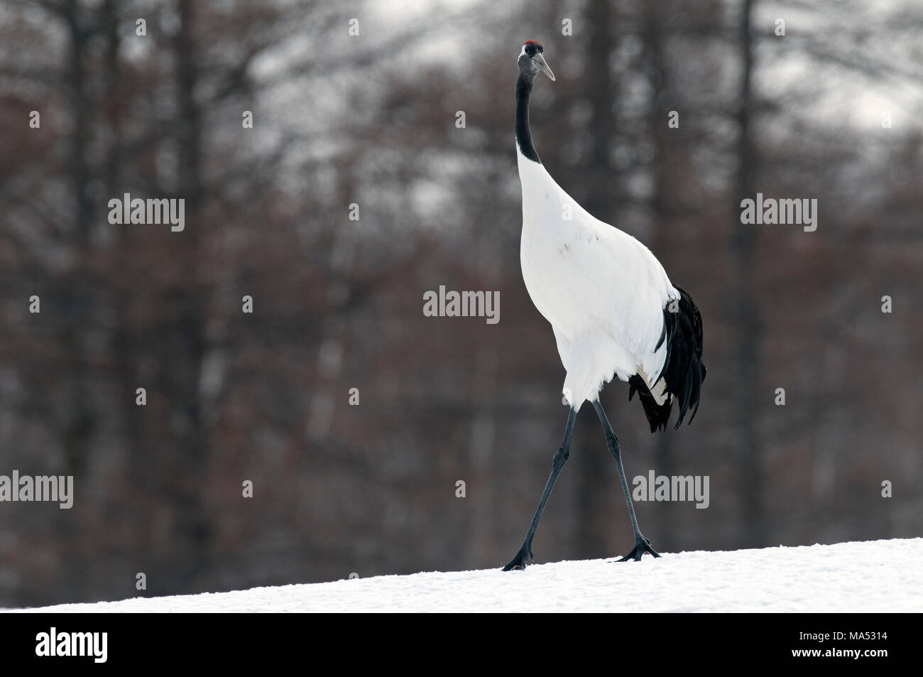 Japanese crane, Red-crowned crane (Grus japonensis), Japan Stock Photo ...
