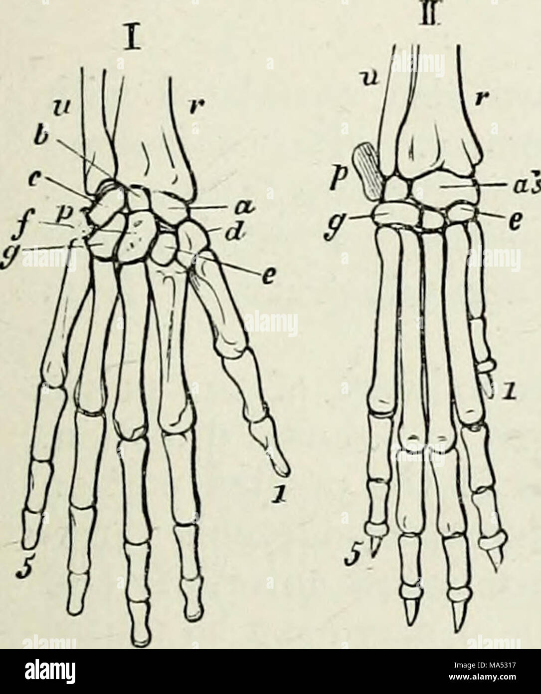 . Elements of Comparative Anatomy Stock Photo - Alamy