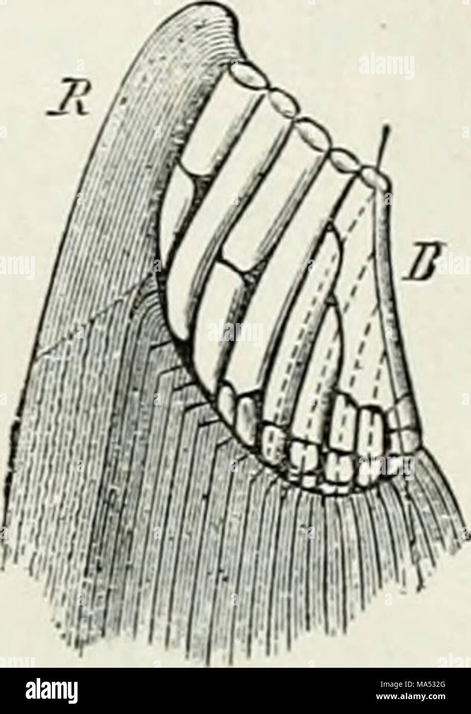 . Elements of Comparative Anatomy Stock Photo - Alamy