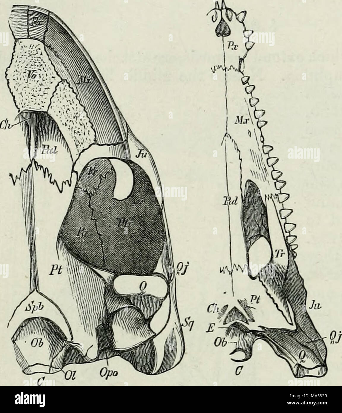 . Elements of Comparative Anatomy Stock Photo - Alamy