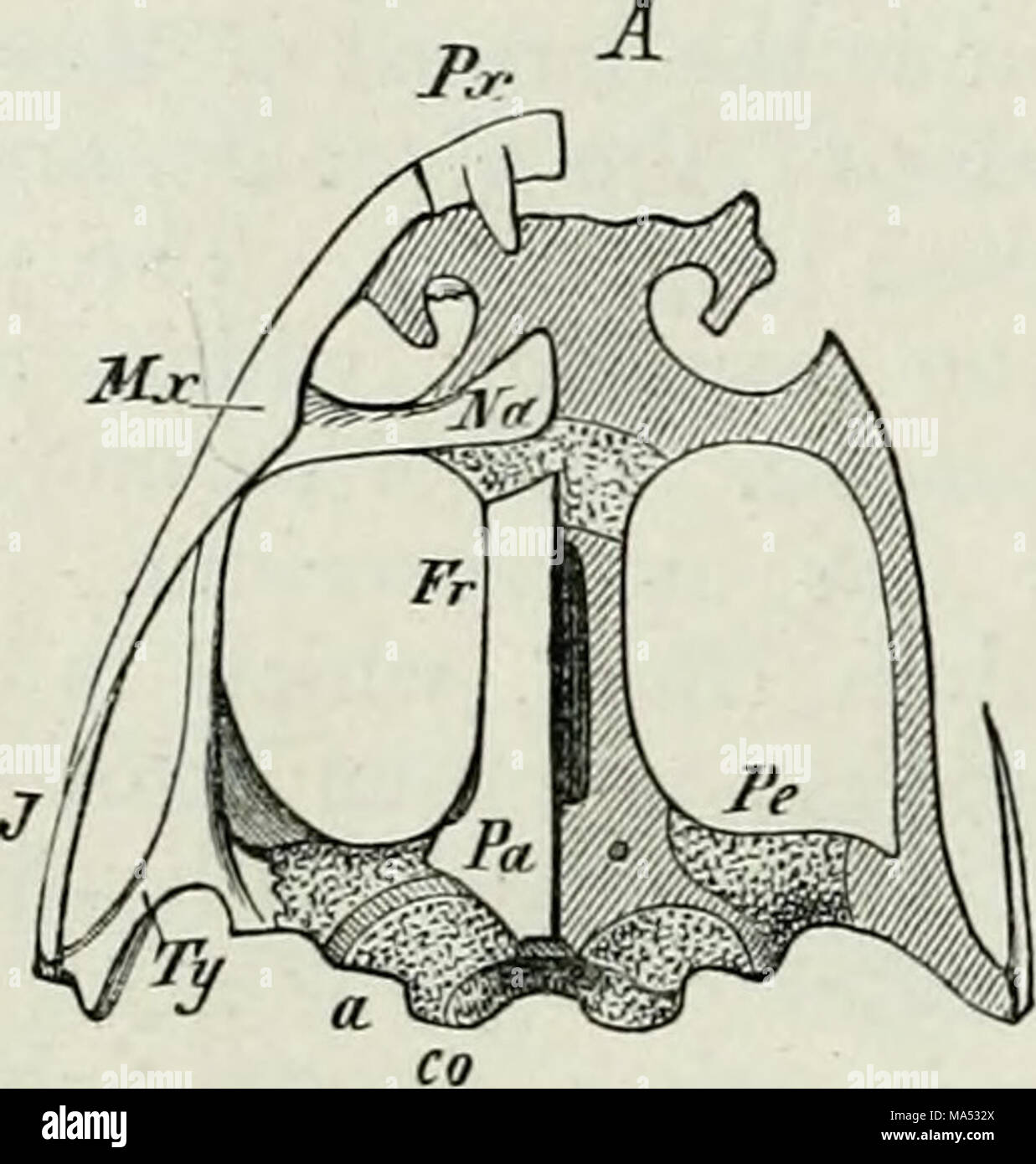 Methodology of comparative anatomy hi-res stock photography and images ...
