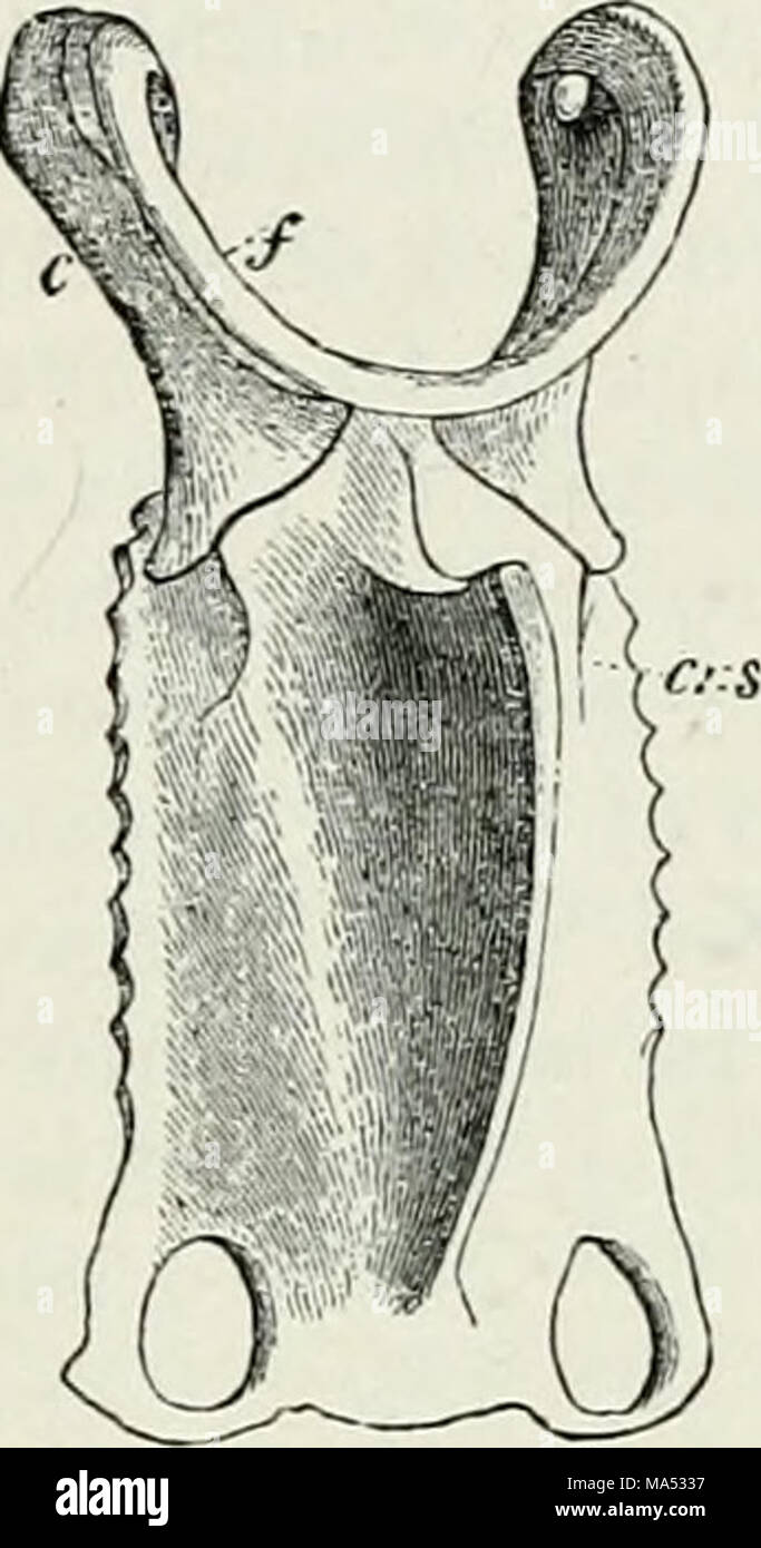 . Elements of Comparative Anatomy Stock Photo - Alamy
