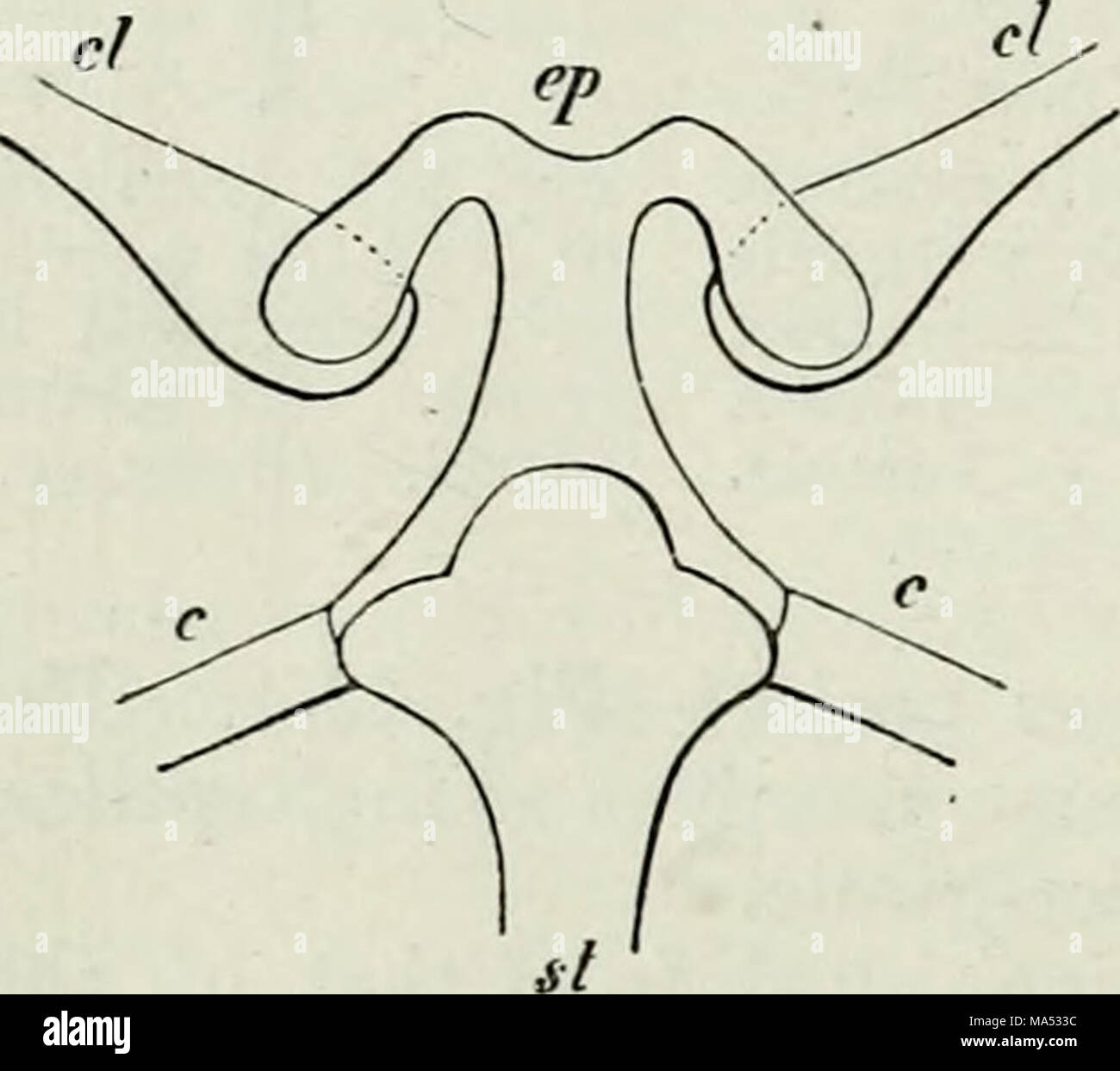 . Elements of Comparative Anatomy Stock Photo - Alamy