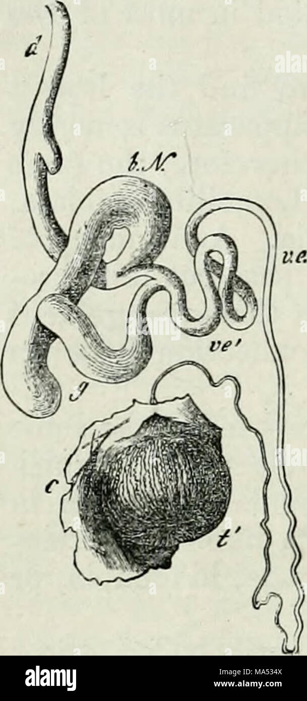 . Elements of Comparative Anatomy Stock Photo - Alamy