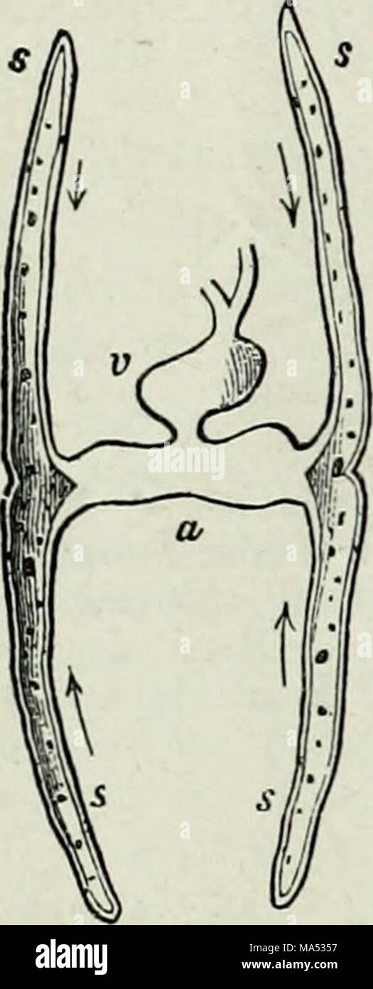 . Elements of Comparative Anatomy Stock Photo - Alamy