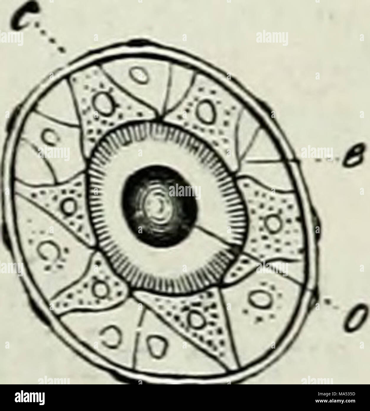 . Elements of Comparative Anatomy Stock Photo - Alamy