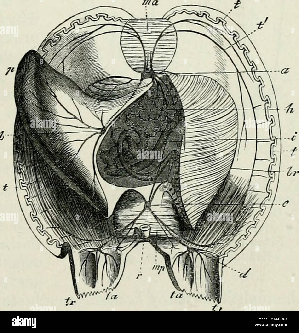 . Elements of Comparative Anatomy Stock Photo - Alamy