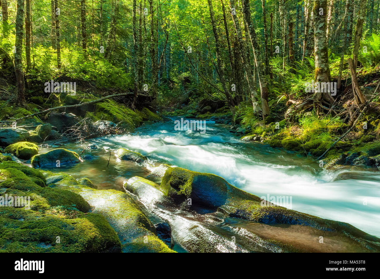 Near the head of the Kalama River where it cascade through the shady ...