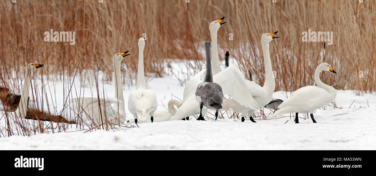 Singing swan hi-res stock photography and images - Alamy