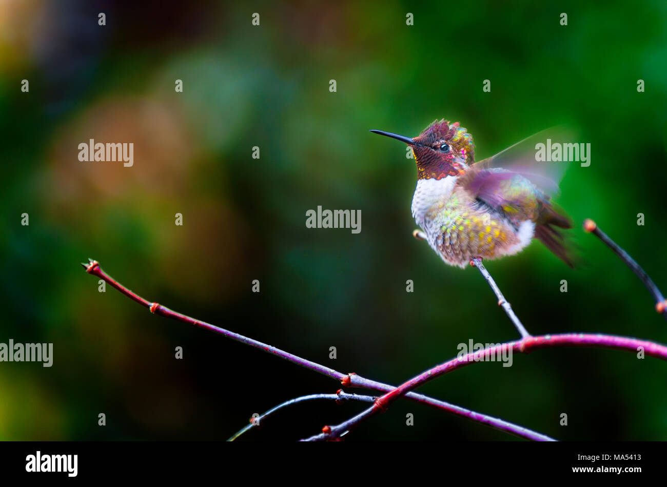 Anna's Hummingbird landing on a Japanese Maple branch Stock Photo - Alamy