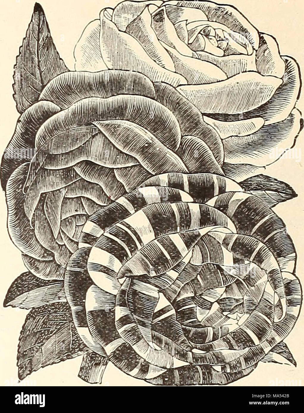 Elliott Gilbert High Resolution Stock Photography and Images - Alamy