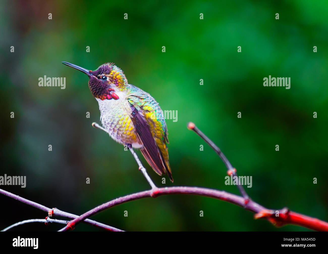 Anna hummingbird hi-res stock photography and images - Alamy