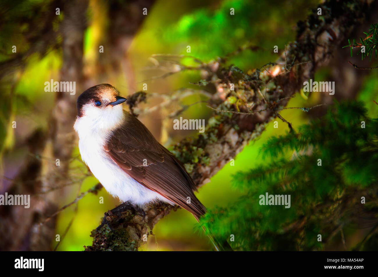 Whiskey jack birds hi-res stock photography and images - Alamy