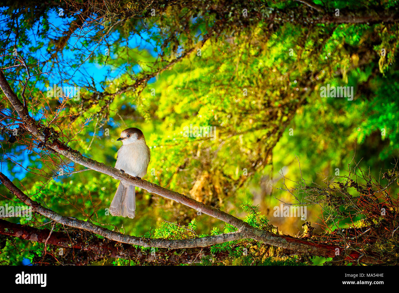 Canadas national bird hi-res stock photography and images - Alamy