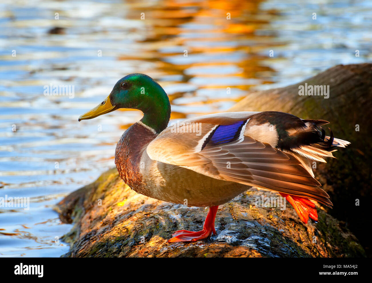 A male mallard duck stretches a web foot while standing on a log at ...