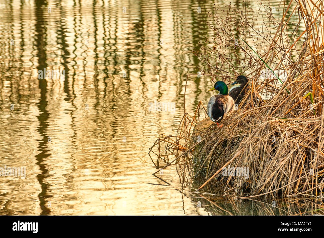 Dead ducks hi-res stock photography and images - Alamy